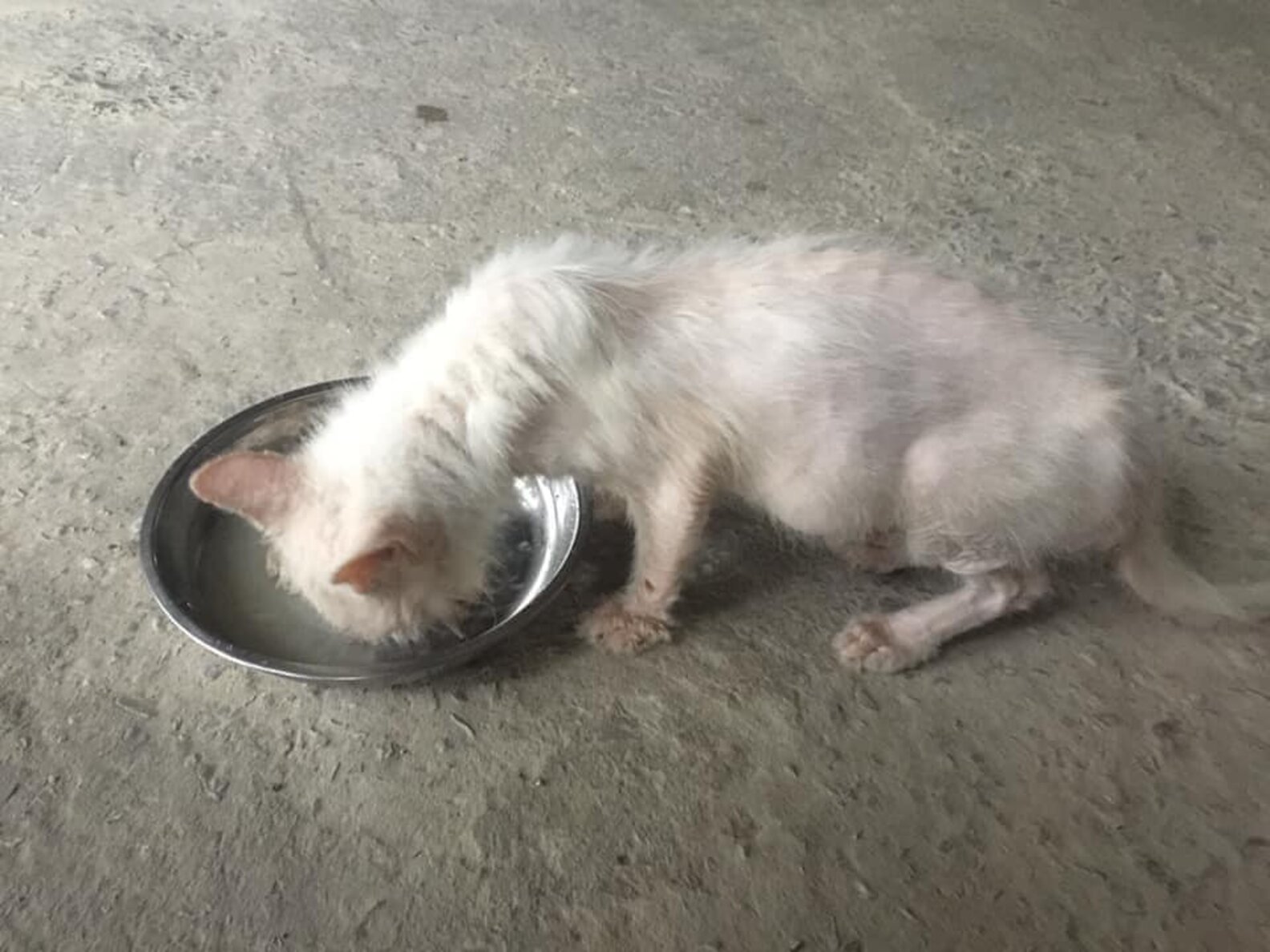 Sick Stray Kitten Makes The Most Gorgeous Transformation - The Dodo