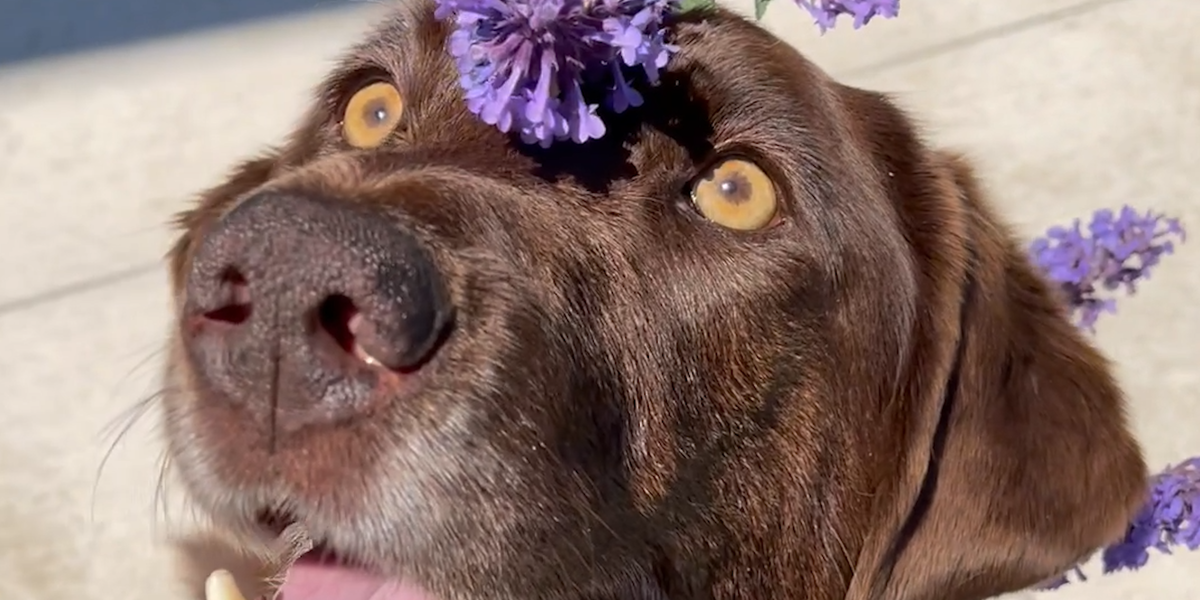 Chocolate Lab Spent 130 Days At The Shelter - Videos - The Dodo
