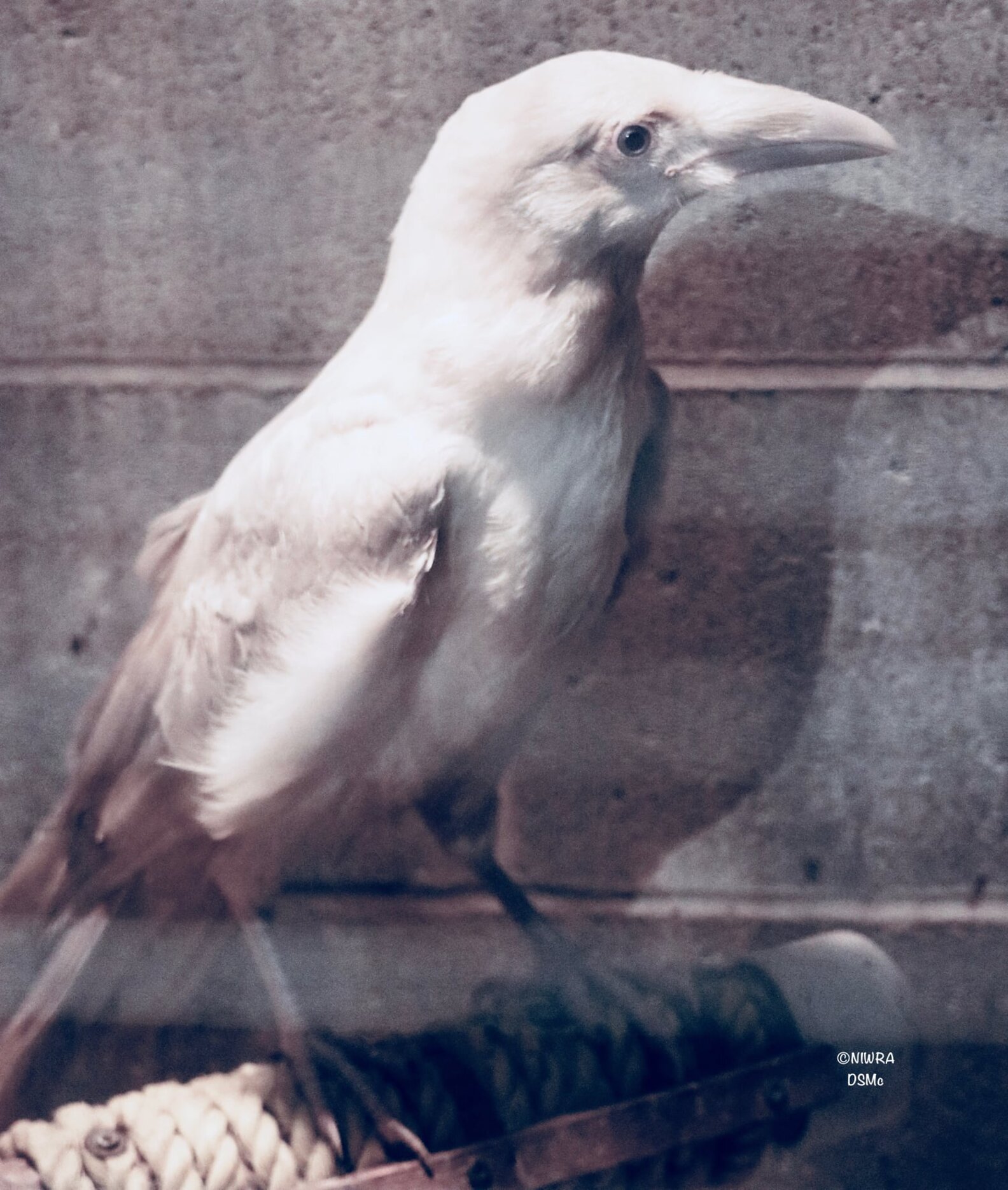 Guy Can't Believe When A 'Sacred' White Raven Shows Up Needing Help ...