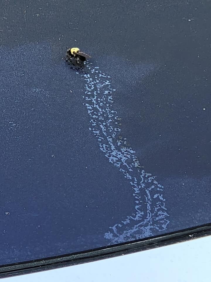 Bumble Bee Leaves Cutest Trail In Dew On Car - The Dodo