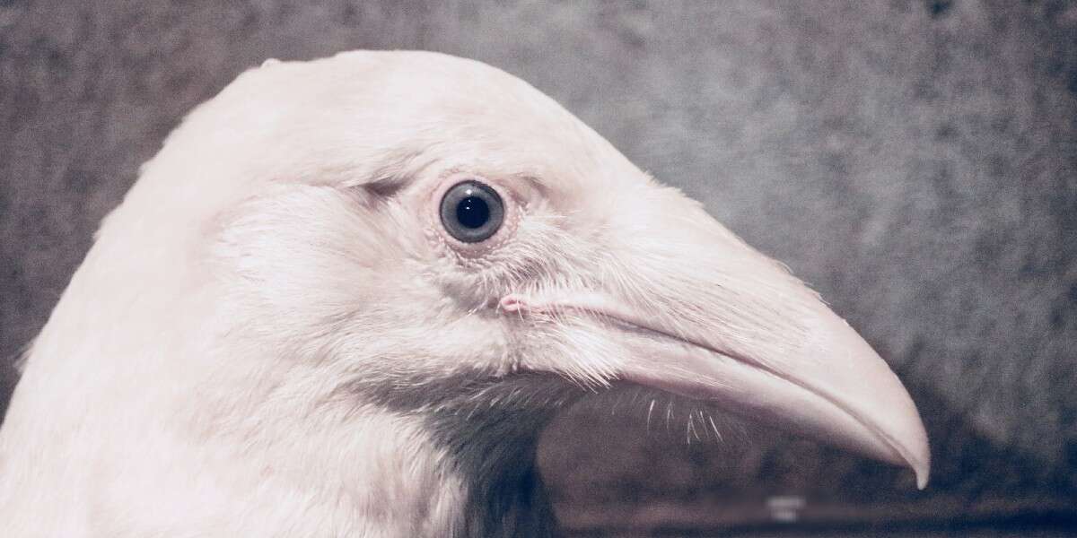 Guy Can't Believe When A 'Sacred' White Raven Shows Up Needing Help ...