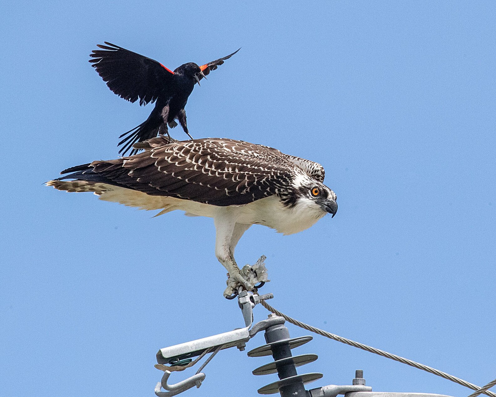 Bossy Little Bird Decides To Go For A Ride On A Very Surprised Osprey ...