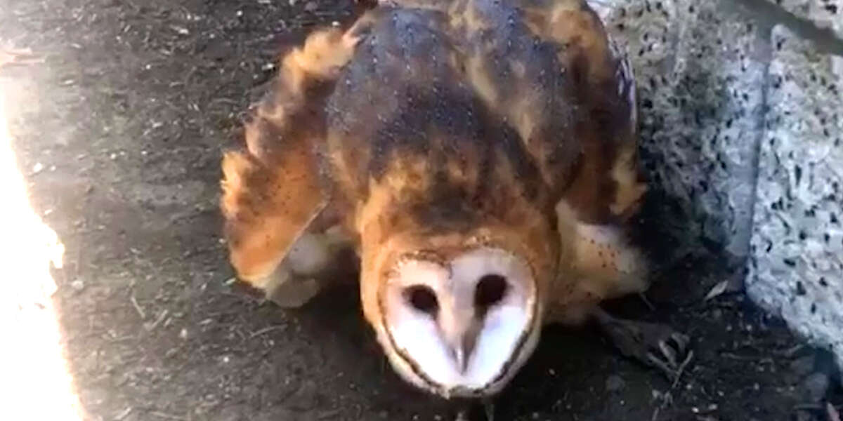 Owl Gets His Feathers Stuck In Glue Trap - Videos - The Dodo