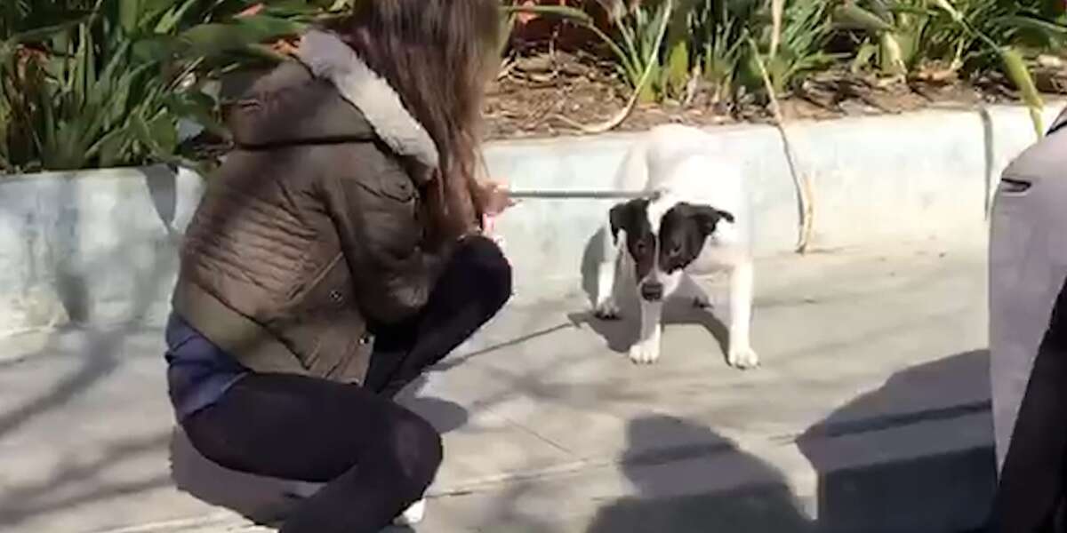 Woman Rescues All The Scared Dogs And Transforms Them Into Total ...