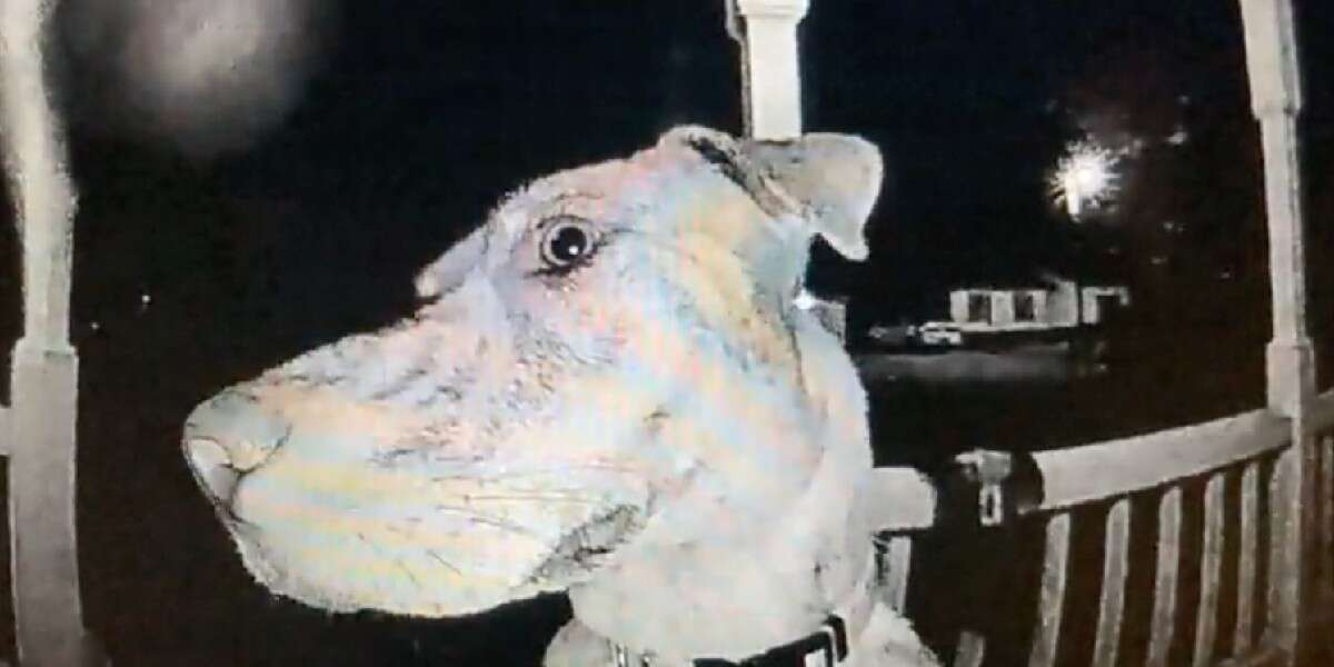 Lost Dog Rings Doorbell To Let Her Mom Know She's Safe - The Dodo