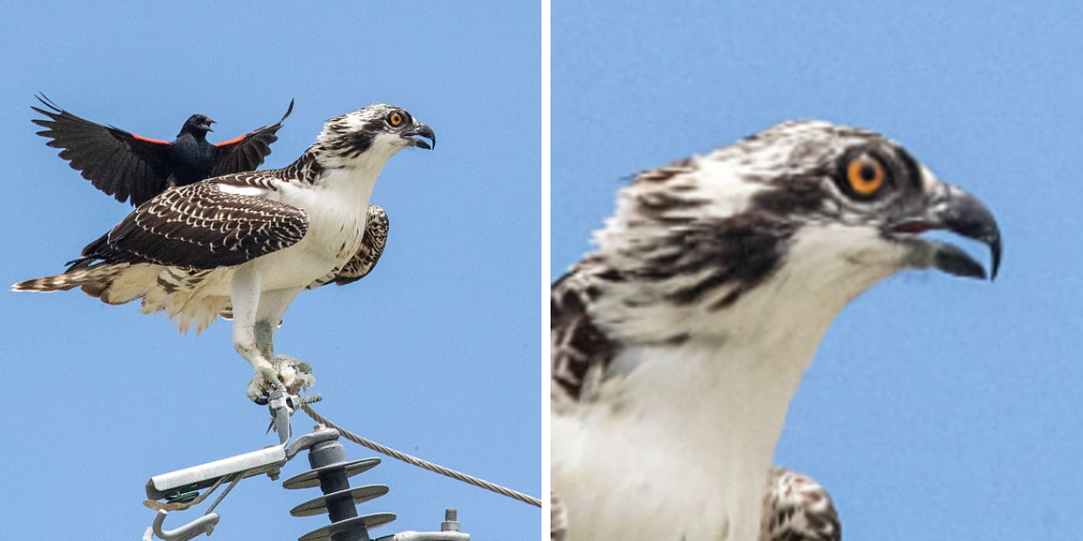 Bossy Little Bird Decides To Go For A Ride On A Very Surprised Osprey ...