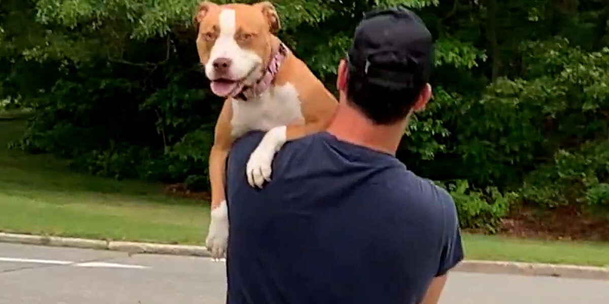 Rescue Pittie Is So In Love With Her New Parents - Videos - The Dodo