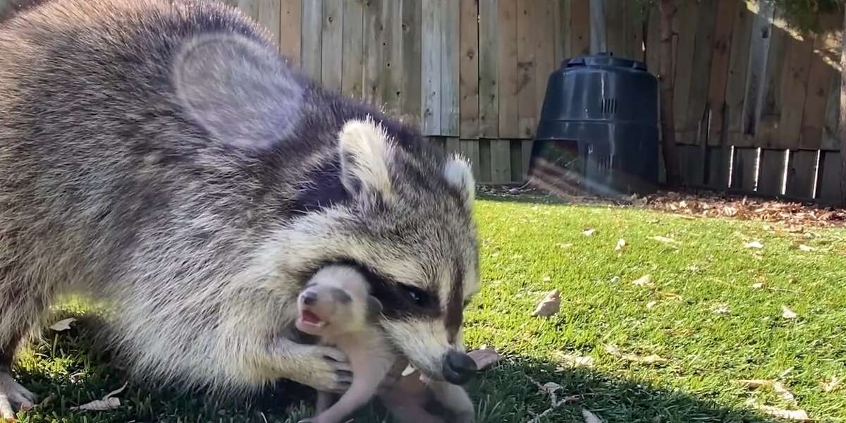 Mama Raccoon Patiently Waits For Guy To Rescue Her Crying Babies ...