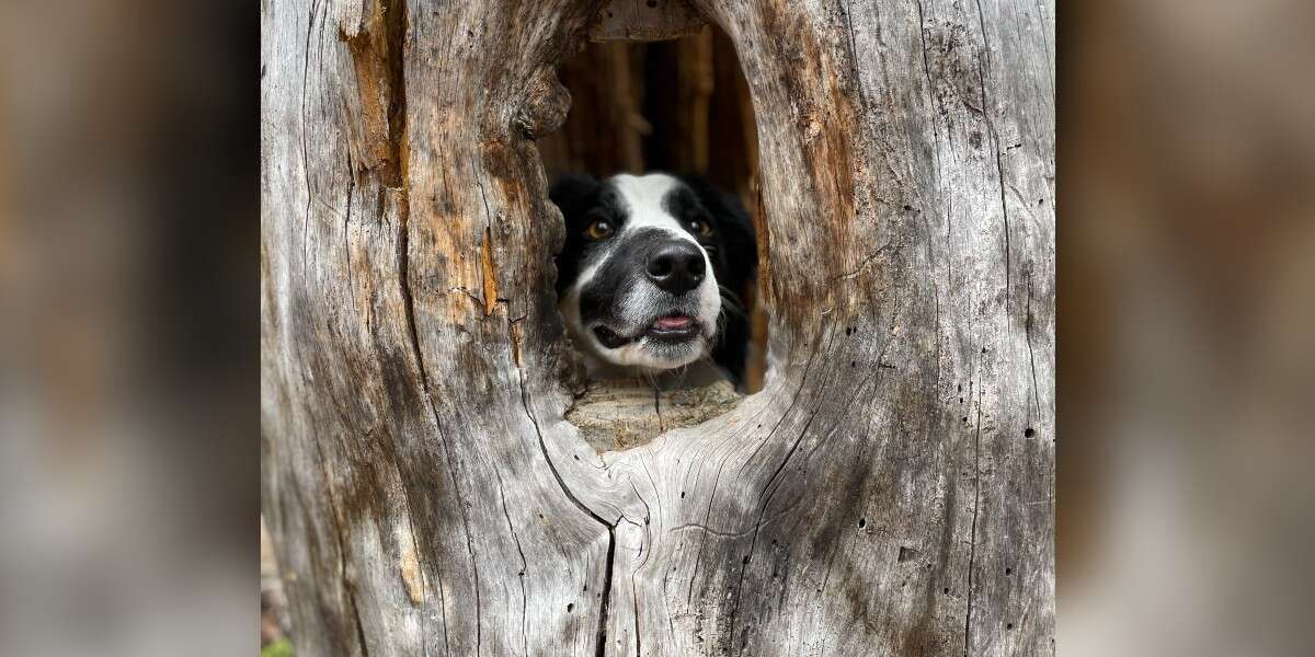 Dog Sees Hole In Tree And Climbs In - The Dodo