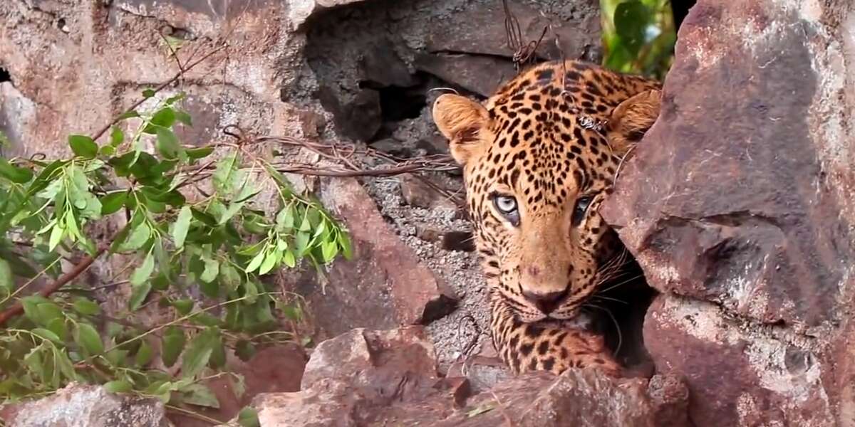 Pretty Leopard Gets Stuck In Tight Spot - Videos - The Dodo
