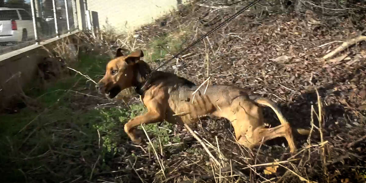 Stray Dog Who Tried To Outrun Rescuers Loves Her New Home - Videos ...