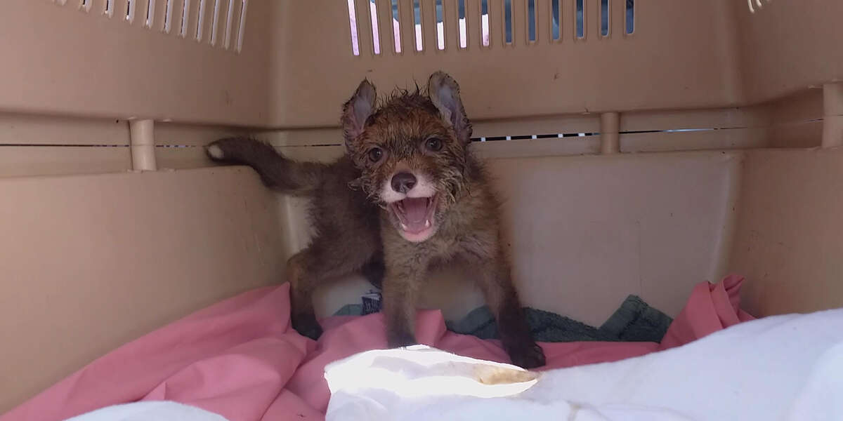 Brave Little Fox Gets His Head Stuck In A Jar - Videos - The Dodo