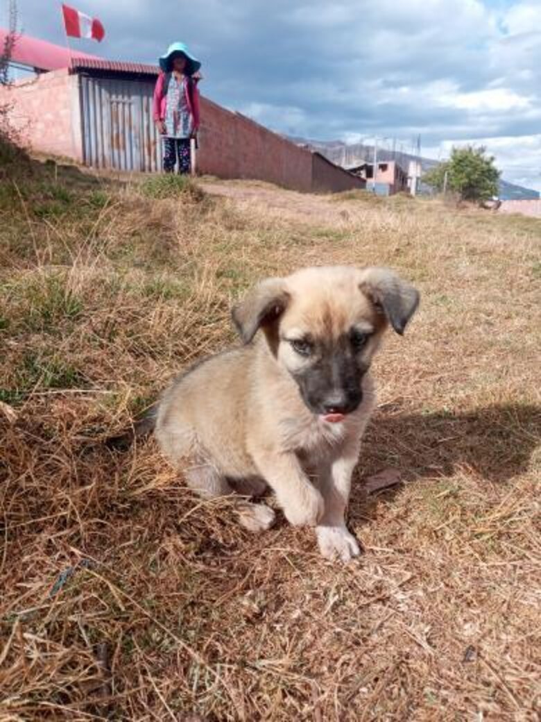 Puppy Gets The Sweetest Welcome From All The Rescues At The Shelter ...