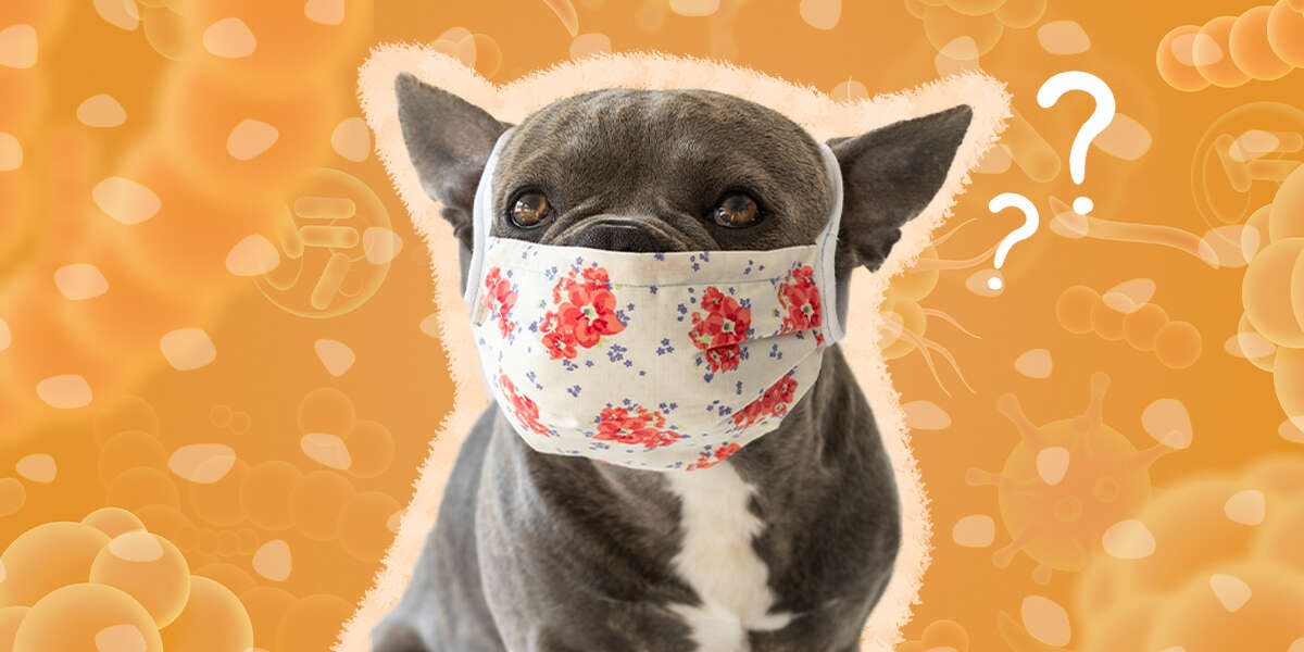 Do Dogs Get Colds DodoWell The Dodo