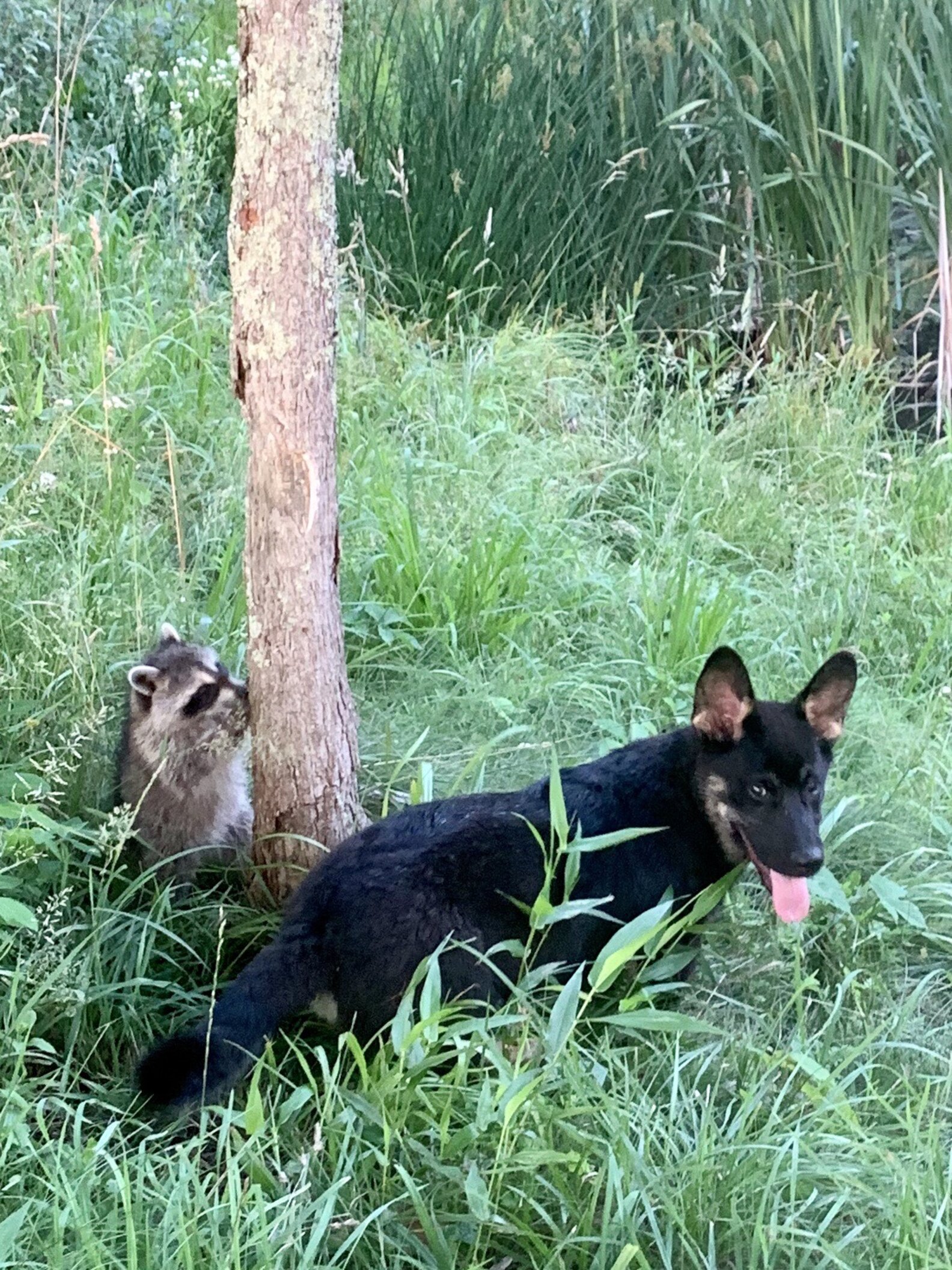 Wild Raccoons Keep Visiting Dog Friend To Play Hide-And-Seek - The Dodo