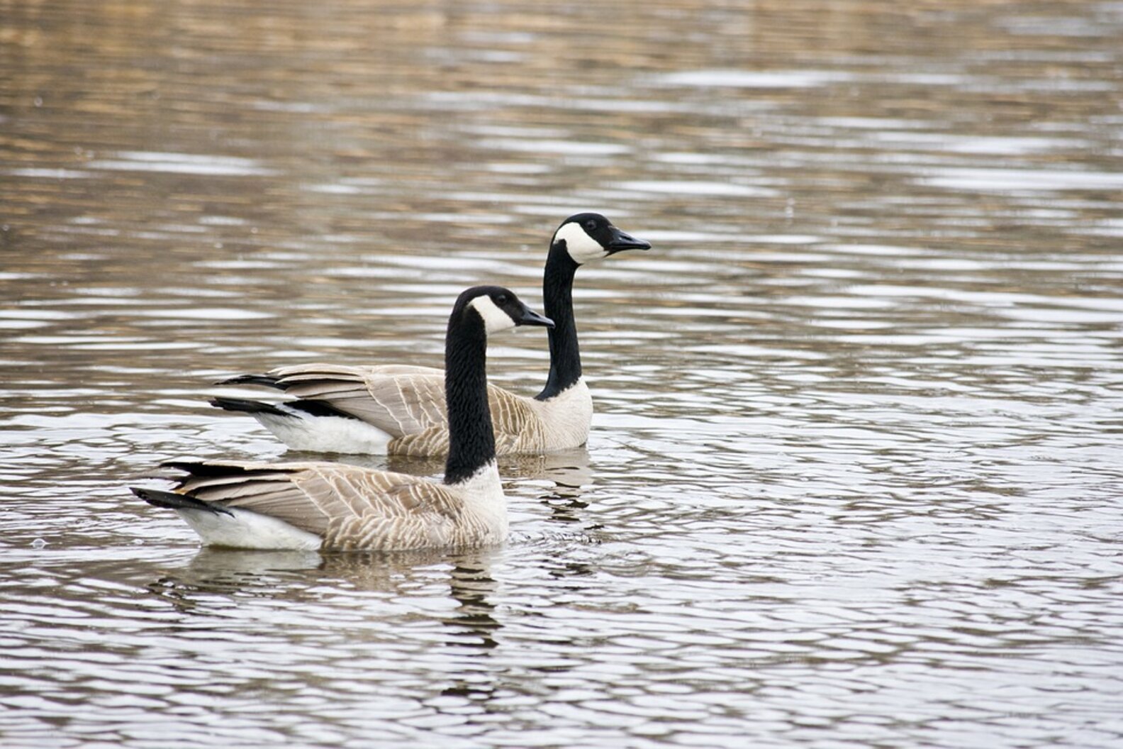 Worried Goose Tracks Down Her Boyfriend After He's Taken To Hospital ...