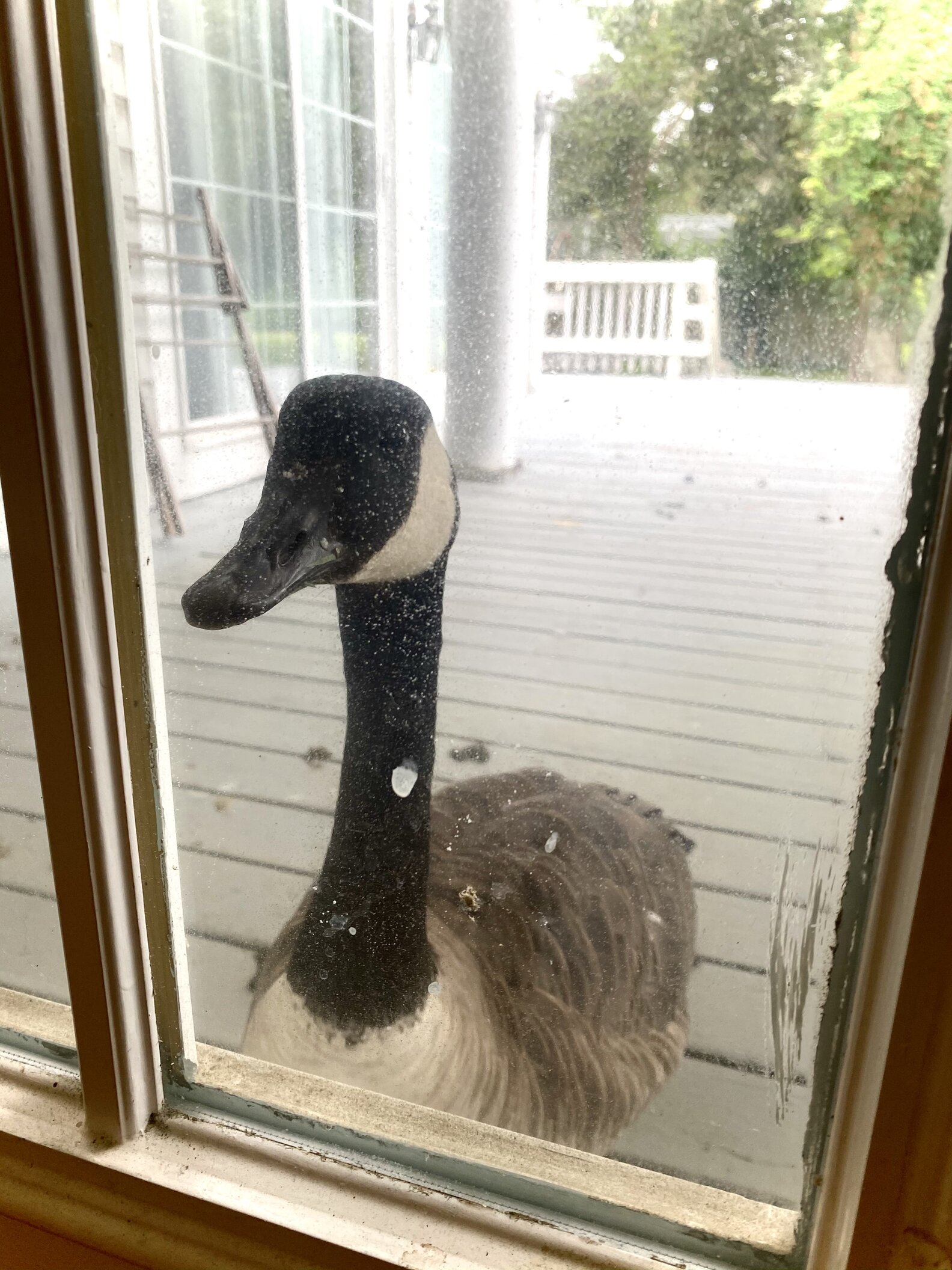 Worried Goose Tracks Down Her Boyfriend After He's Taken To Hospital ...