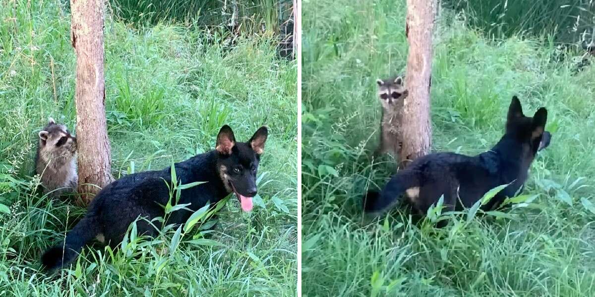 Wild Raccoons Keep Visiting Dog Friend To Play Hide-And-Seek - The Dodo