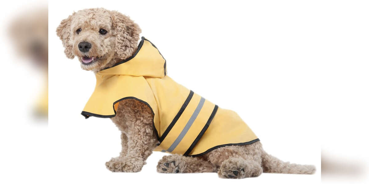 10 Best Dog Rain Jackets That Make Rainy Days So Much Better - DodoWell ...