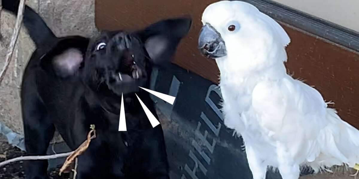 Cockatoo Keeps Bringing Toys To Her Puppy Brother To Get Him To Play ...