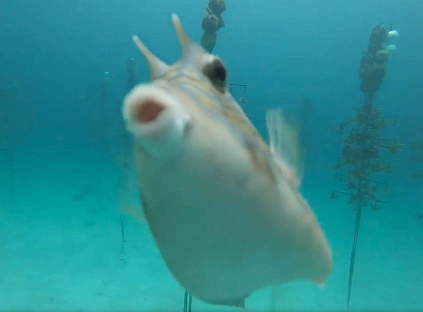 Cutest Fish Finds Undersea Camera And Showers It With Kisses - The Dodo