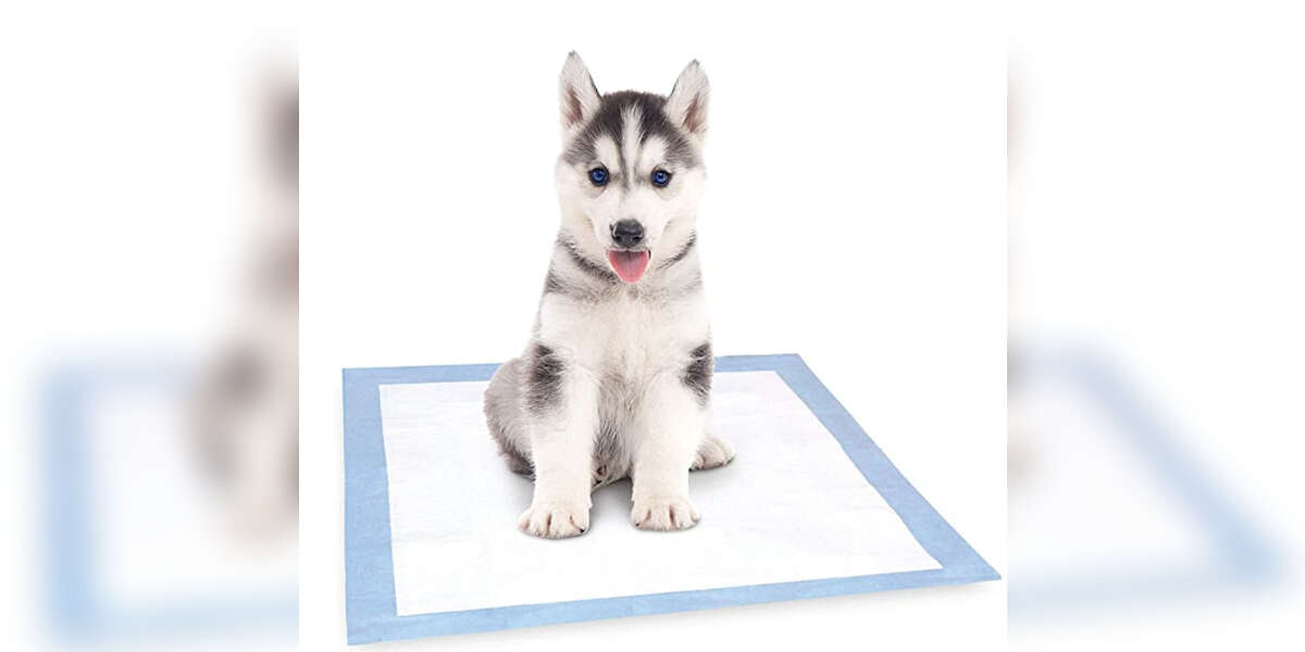8 Best Puppy Pads On Amazon - DodoWell - The Dodo