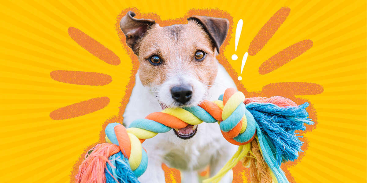 How To Teach A Dog To Fetch - DodoWell - The Dodo