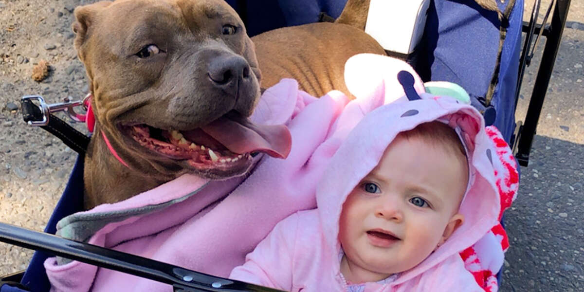 Pittie Puppy Couldn't Even Stand — But Now She Zooms Around Her Baby ...