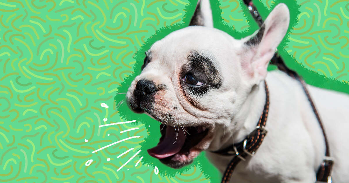 Tongue Worm Symptoms In Dogs