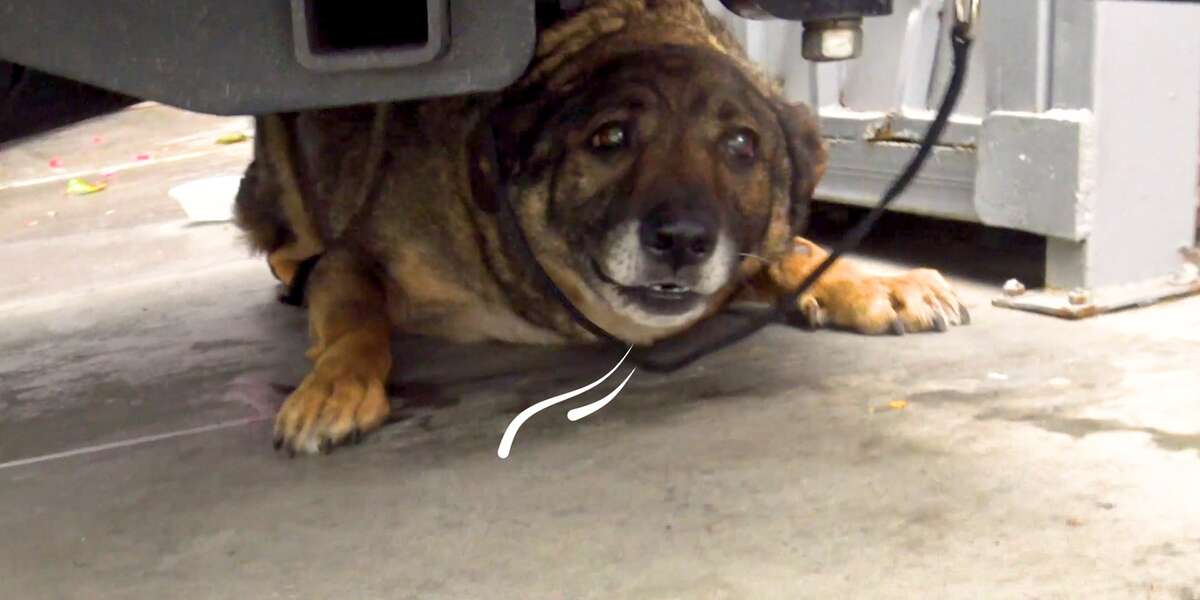 Stray German Shepherd Was Crying Nonstop Until She Was Rescued - Videos ...