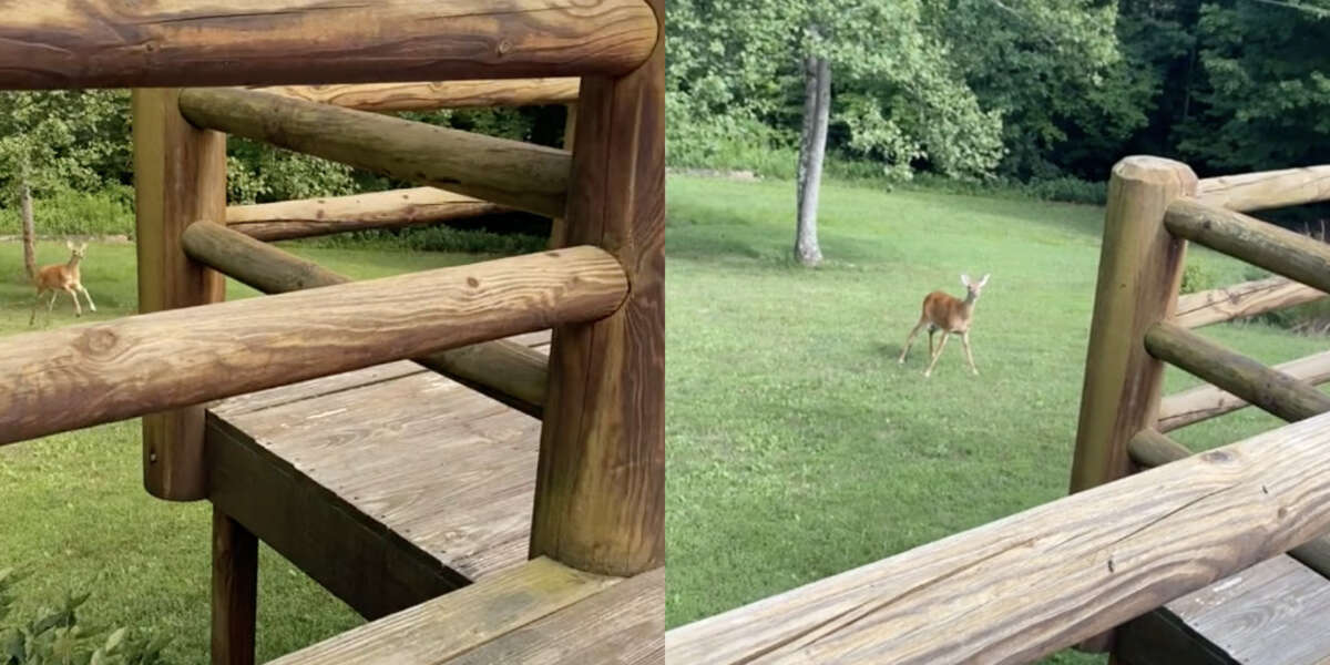 Deer Hears Baby Crying And Runs To Help - The Dodo