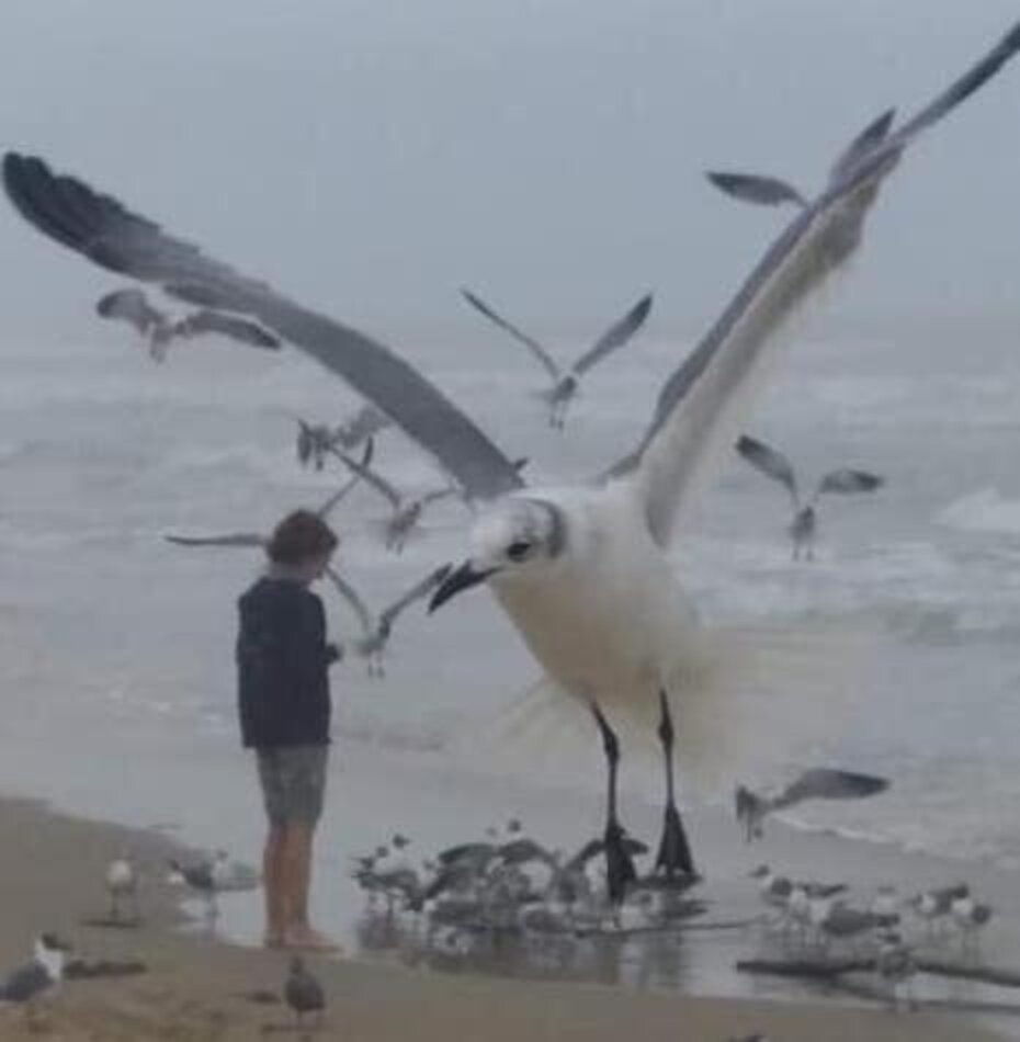 Photo Shows A Huge Seagull Sneaking Up On Woman At The Beach - The Dodo
