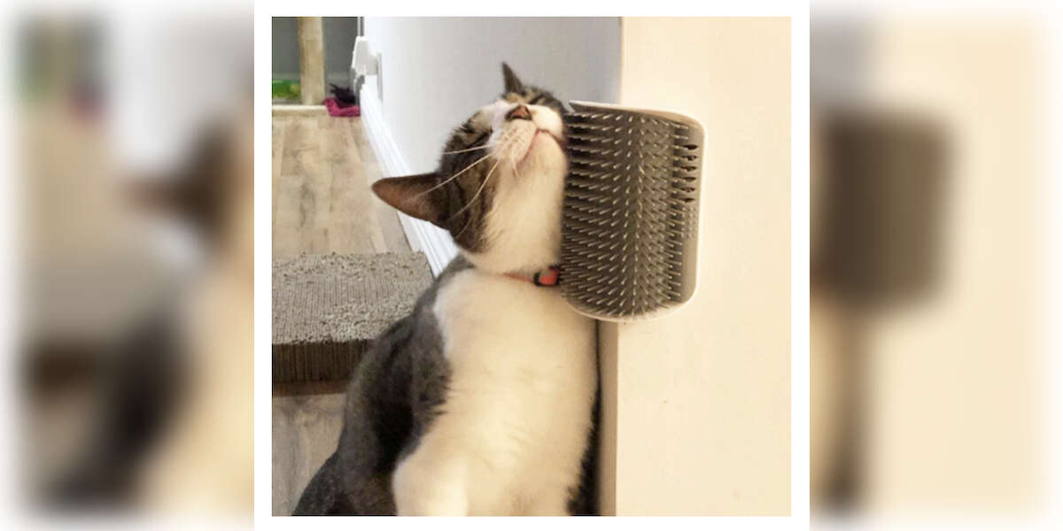 10 Must-Have Cat Items You Didn’t Know You Needed - DodoWell - The Dodo