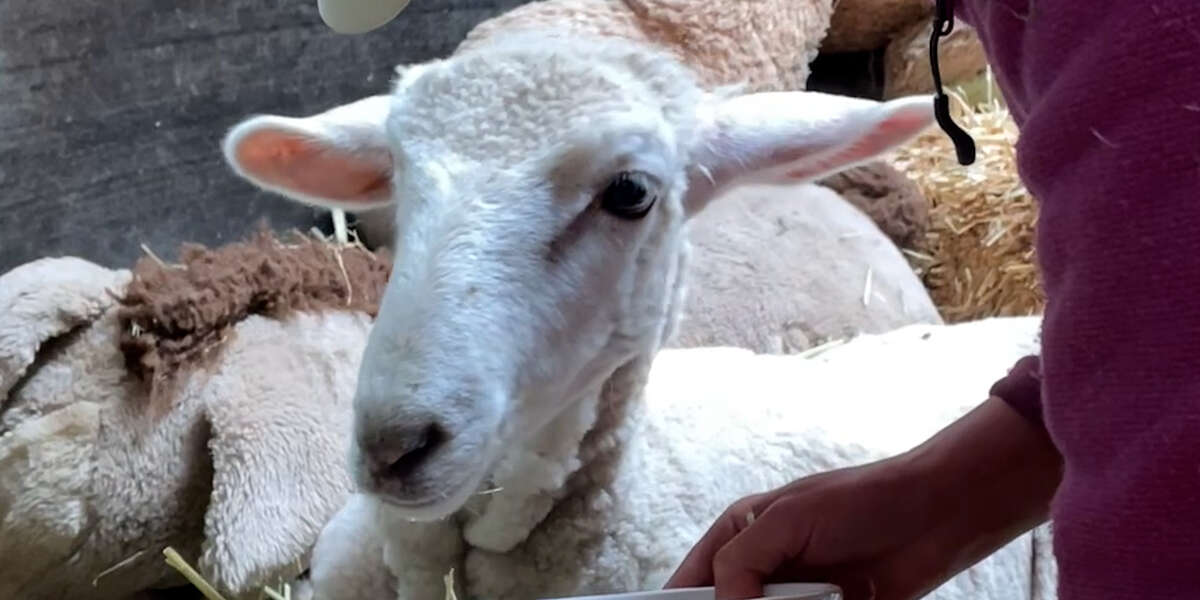 The Look On This Little Sheep’s Face When She’s Able To Walk Again ...