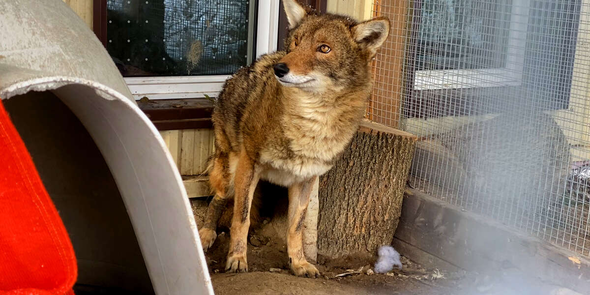 Injured Wild Coyote Couldn’t Wait To Go Back To Chasing Roadrunners ...