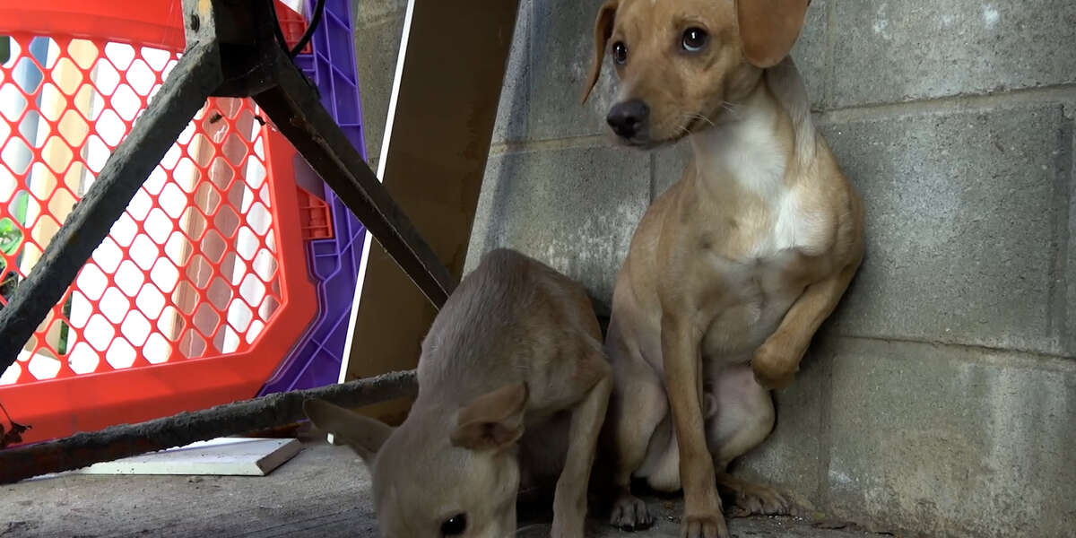 Newborn Rescue Puppies Reunite With Their Mom And Dad - Videos - The Dodo