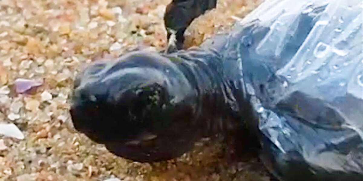 Teeny Baby Turtle Is Tangled In Plastic On Beach - Videos - The Dodo