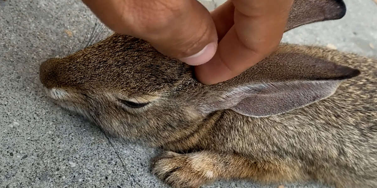 Bunny Stuck In A Skate Bowl Gets Help From A Friendly Dude - Videos ...