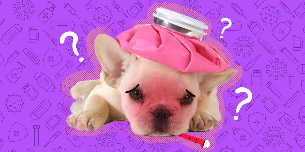 Distemper In Dogs: Causes, Symptoms And Treatment - DodoWell - The Dodo