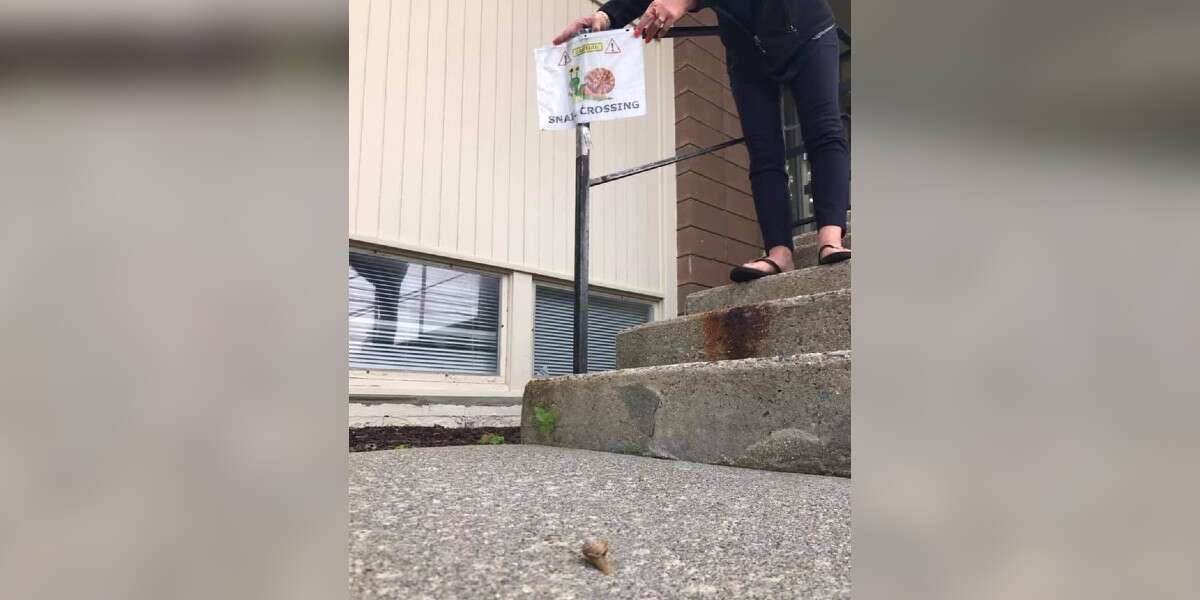 Woman Creates 'Snail Crossing' Sign To Keep Snails Safe - The Dodo