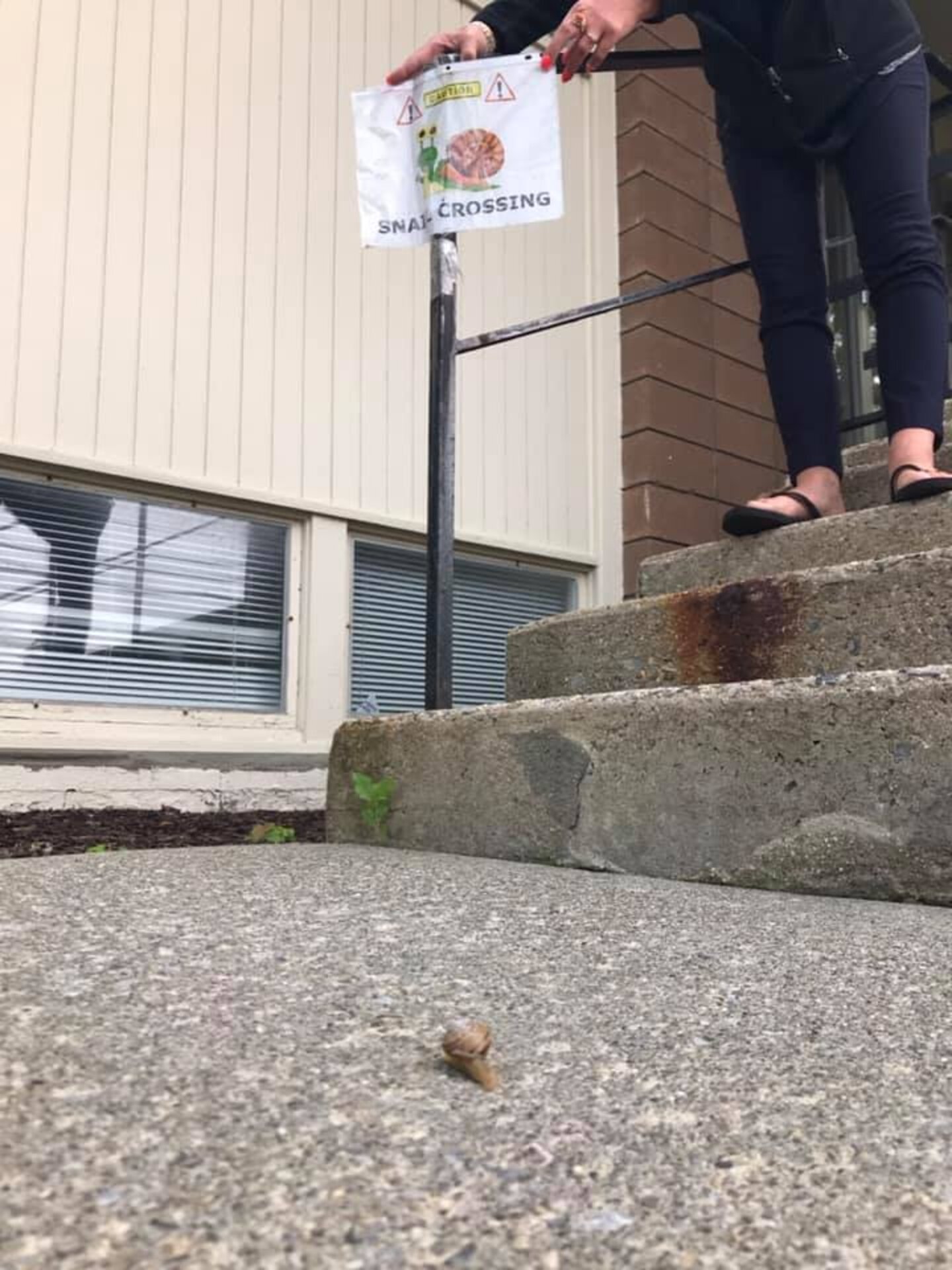 Woman Creates 'Snail Crossing' Sign To Keep Snails Safe - The Dodo