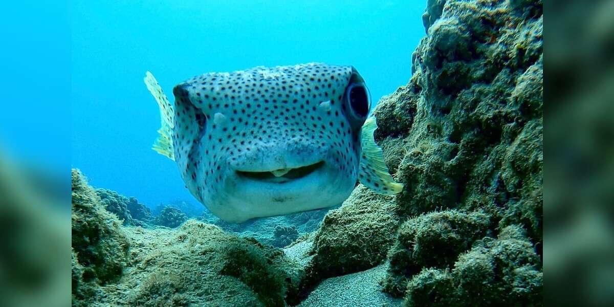 Diver Meets The Smiliest Porcupine Fish And Visits Him Every Day - The Dodo