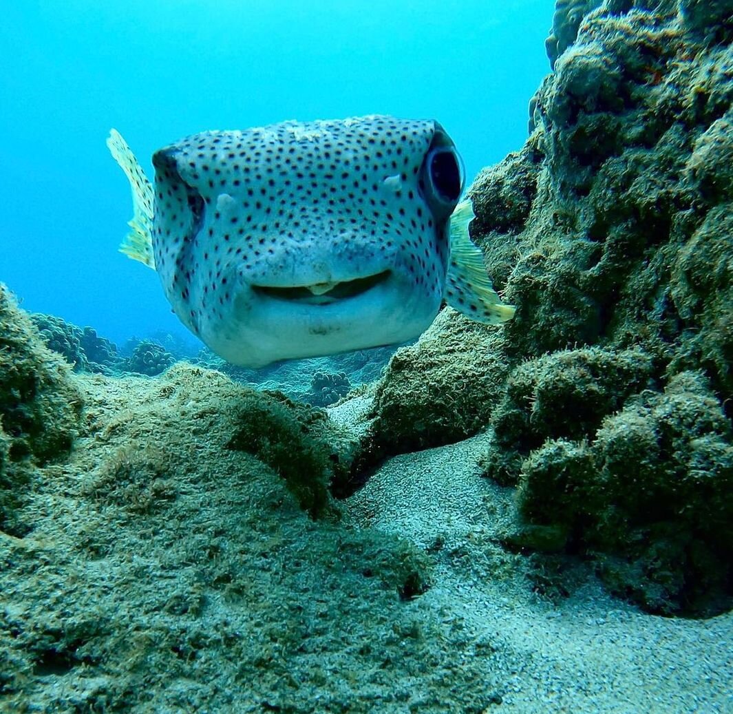 Diver Meets The Smiliest Porcupine Fish And Visits Him Every Day - The Dodo