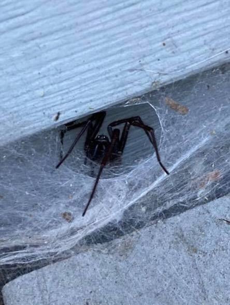 Lady Spruces Up The Home Of The Giant Spider Who Lives On Her Porch ...