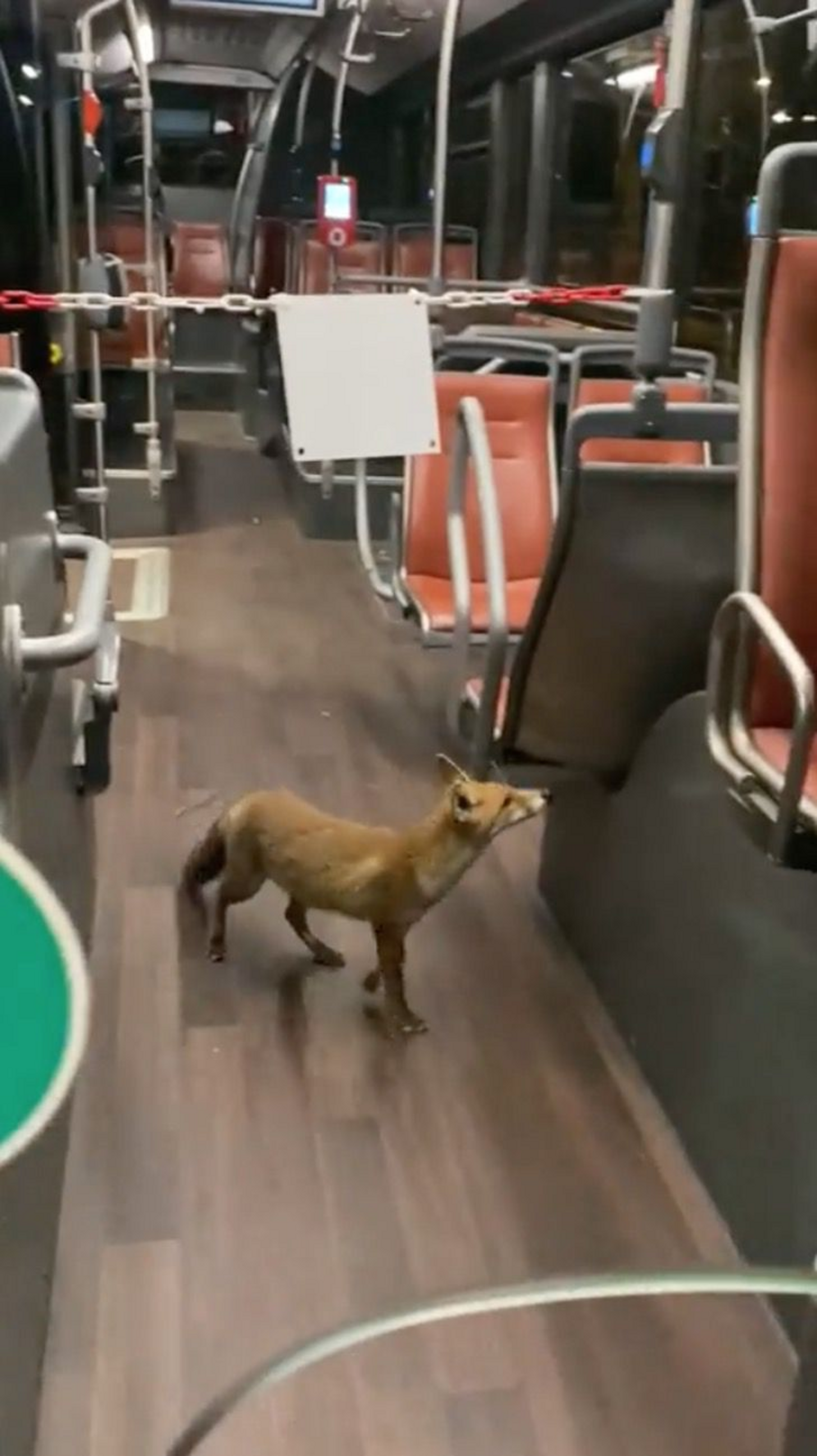Lady Notices A Furry Little Passenger Boarding Her Bus - The Dodo