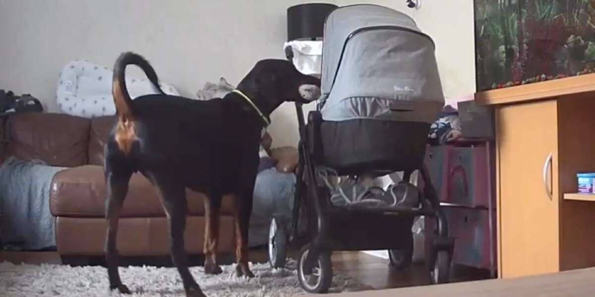 Camera Shows Dog Comforting Crying Baby Sister With His Favorite Toy ...