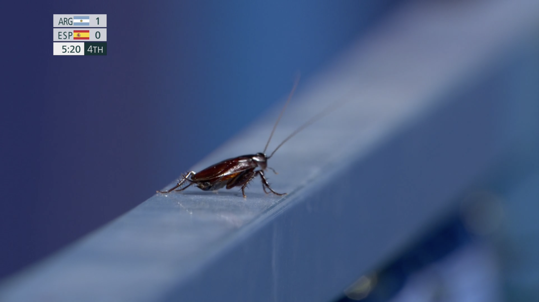 Olympics Cameraman Cut to a Cockroach in the Final Minutes of a Match ...