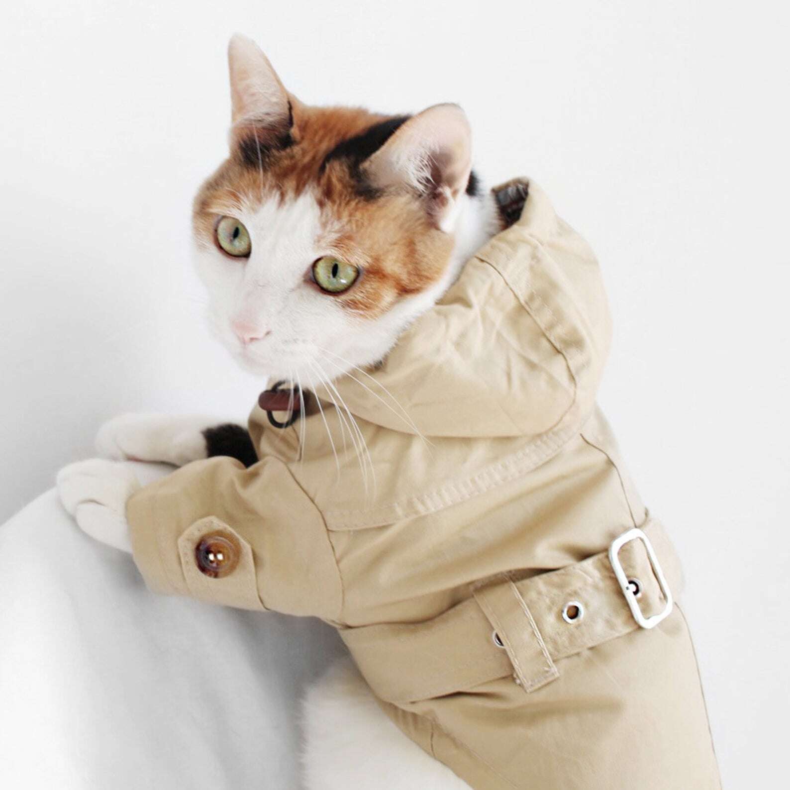 8 Of The Best Cat Jackets - DodoWell - The Dodo
