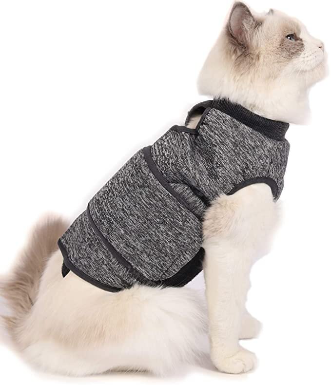 8 Of The Best Cat Jackets - DodoWell - The Dodo