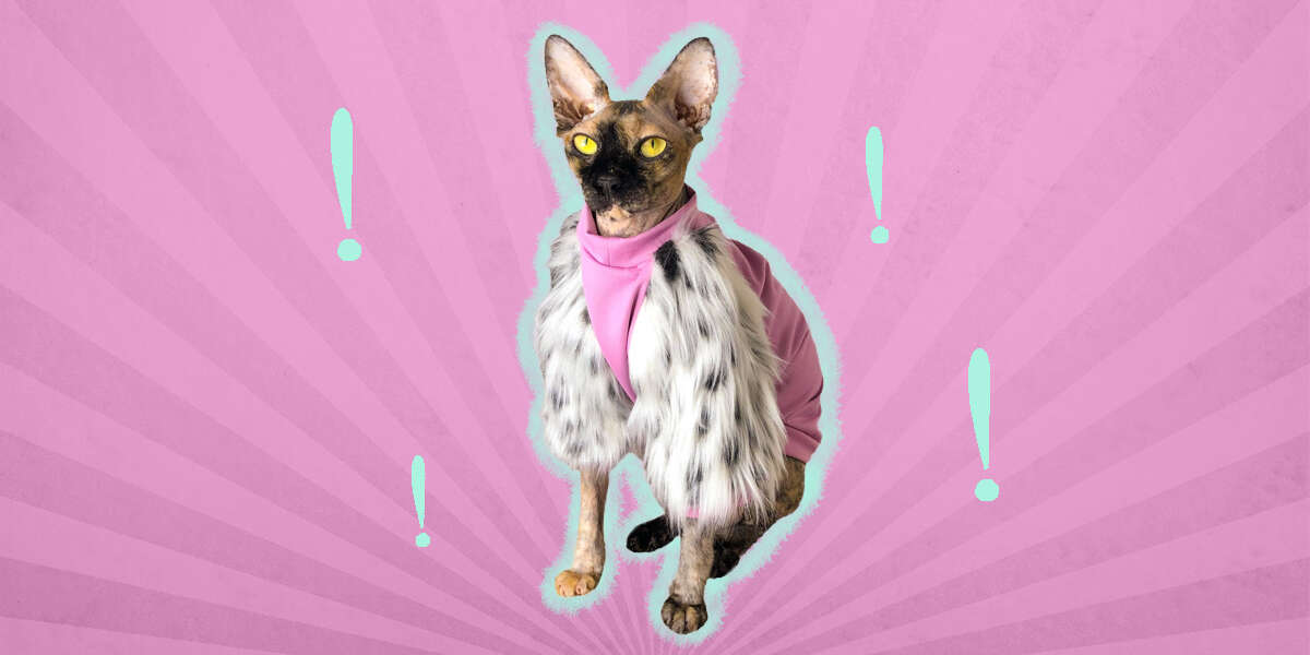 8 Of The Best Cat Jackets - DodoWell - The Dodo